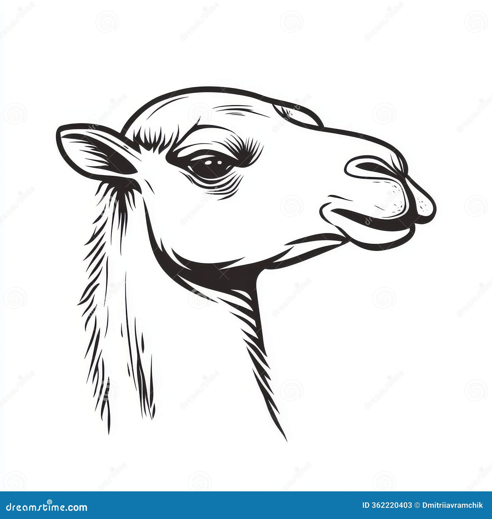 Camel Facing The Camera Against A White Background. It Has A Single ...