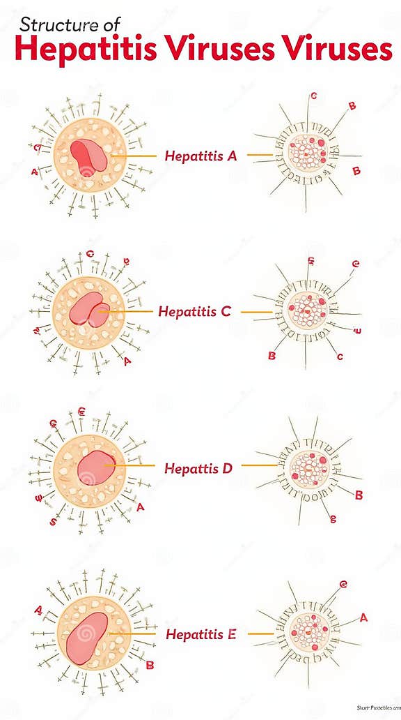 Educational Infographic on Structure of Different Hepatitis Viruses ...