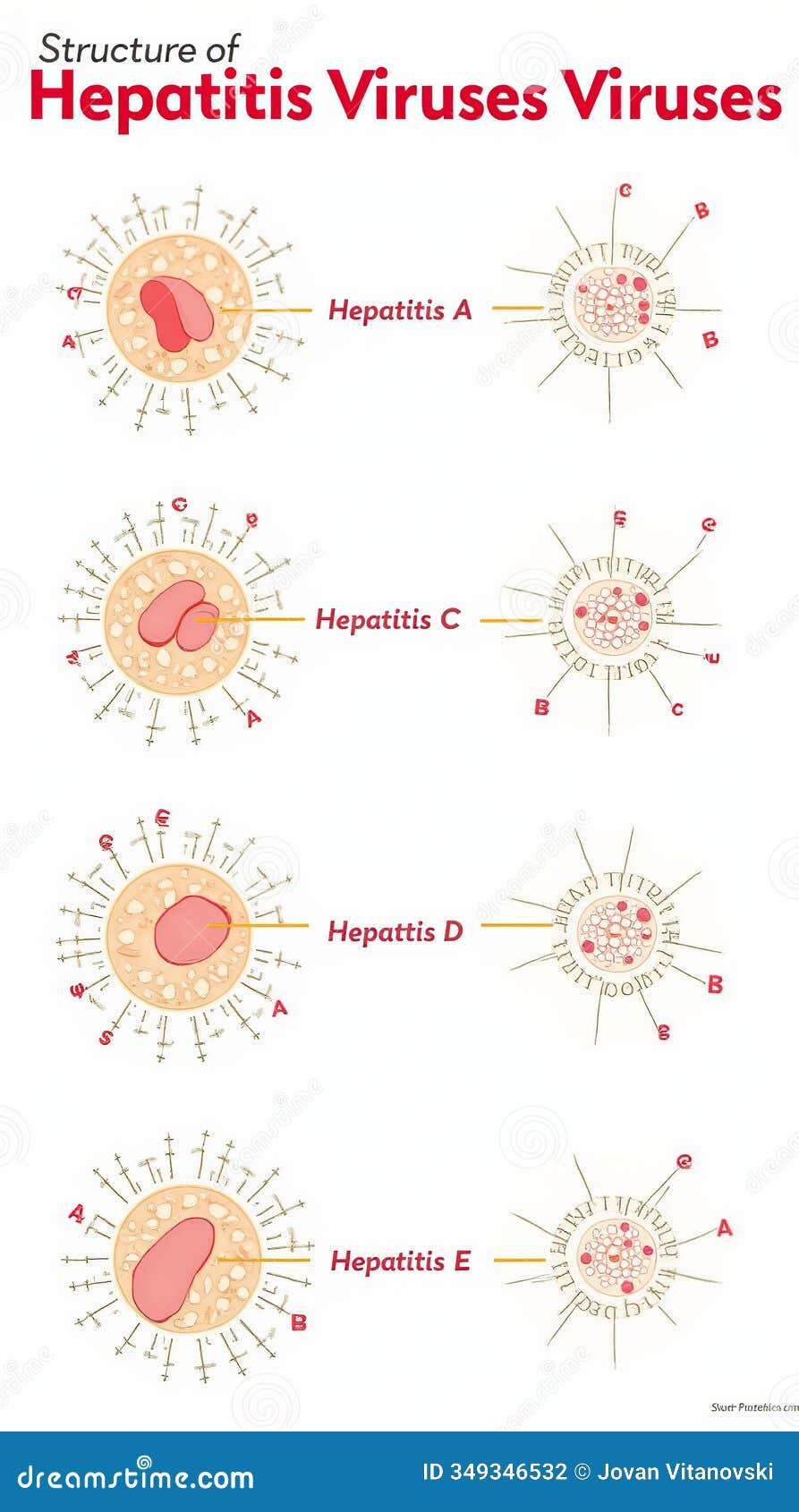 Hepatitis Viruses Set. Structure Of Hepatitis A, B, C, D, E Viruses ... Hepatitis Viruses Set. Structure Of Hepatitis A, B, C, D, E Viruses ...