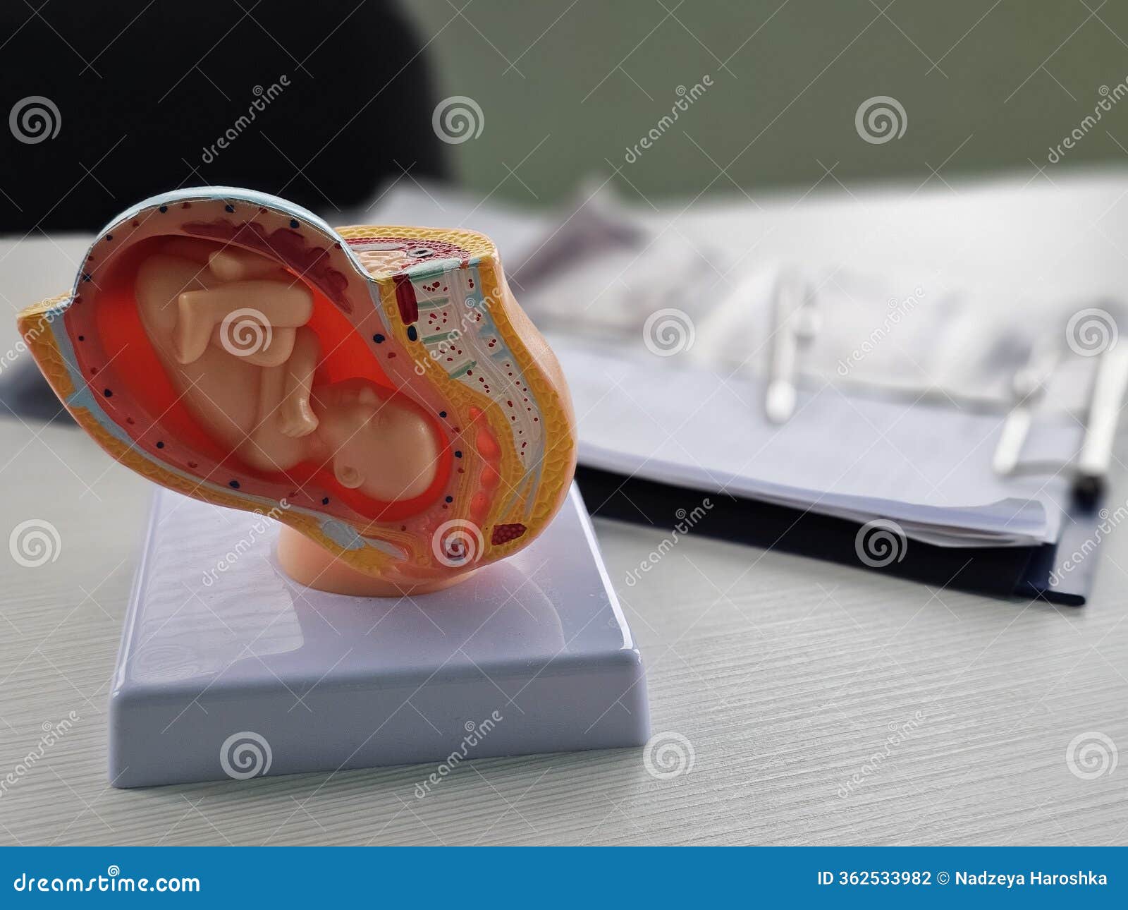 Educational Model of a Fetus in Womb Alongside Medical Stock Photo ...