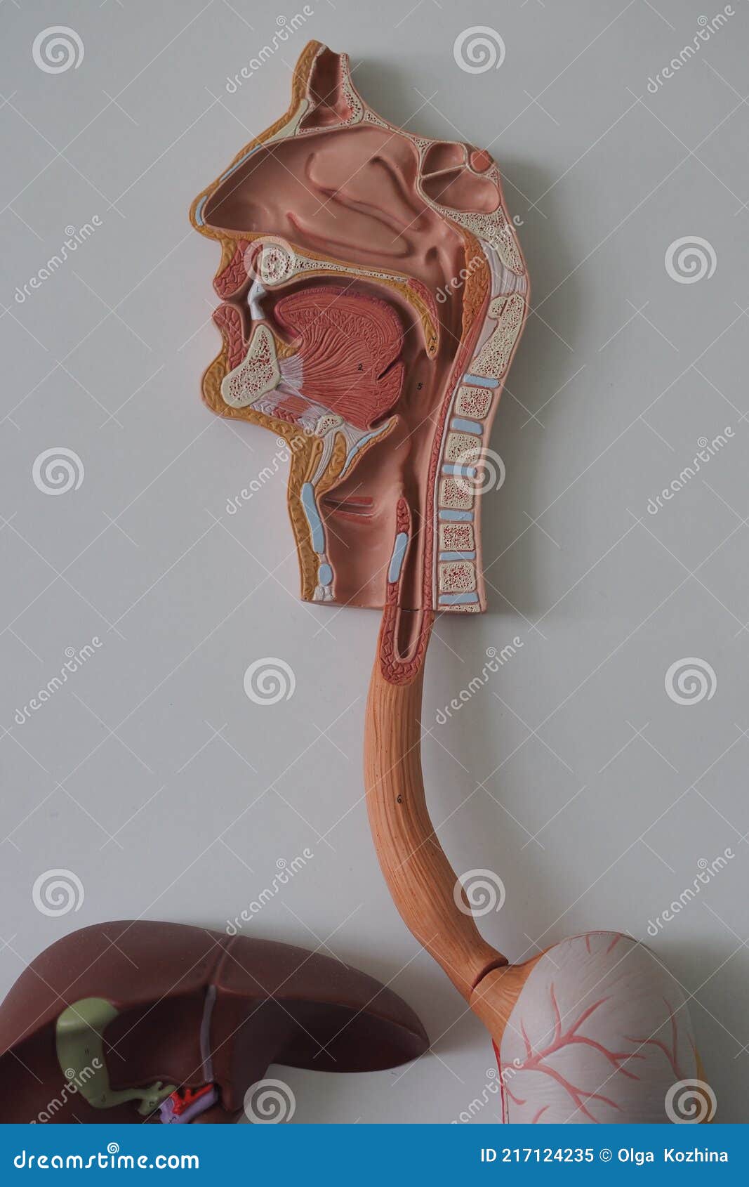 Digestive System Labeled Model