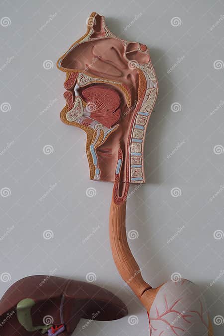 Educational Model of the Human Digestive System. Stock Image - Image of ...