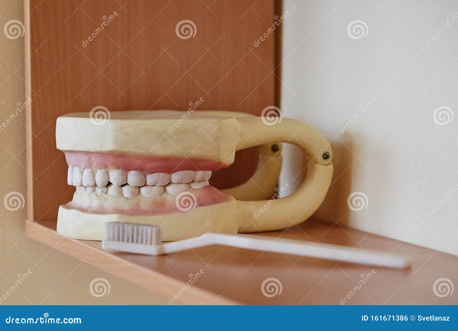 Educational Model of Human Jaws and Teeth for Schoolchildren and ...