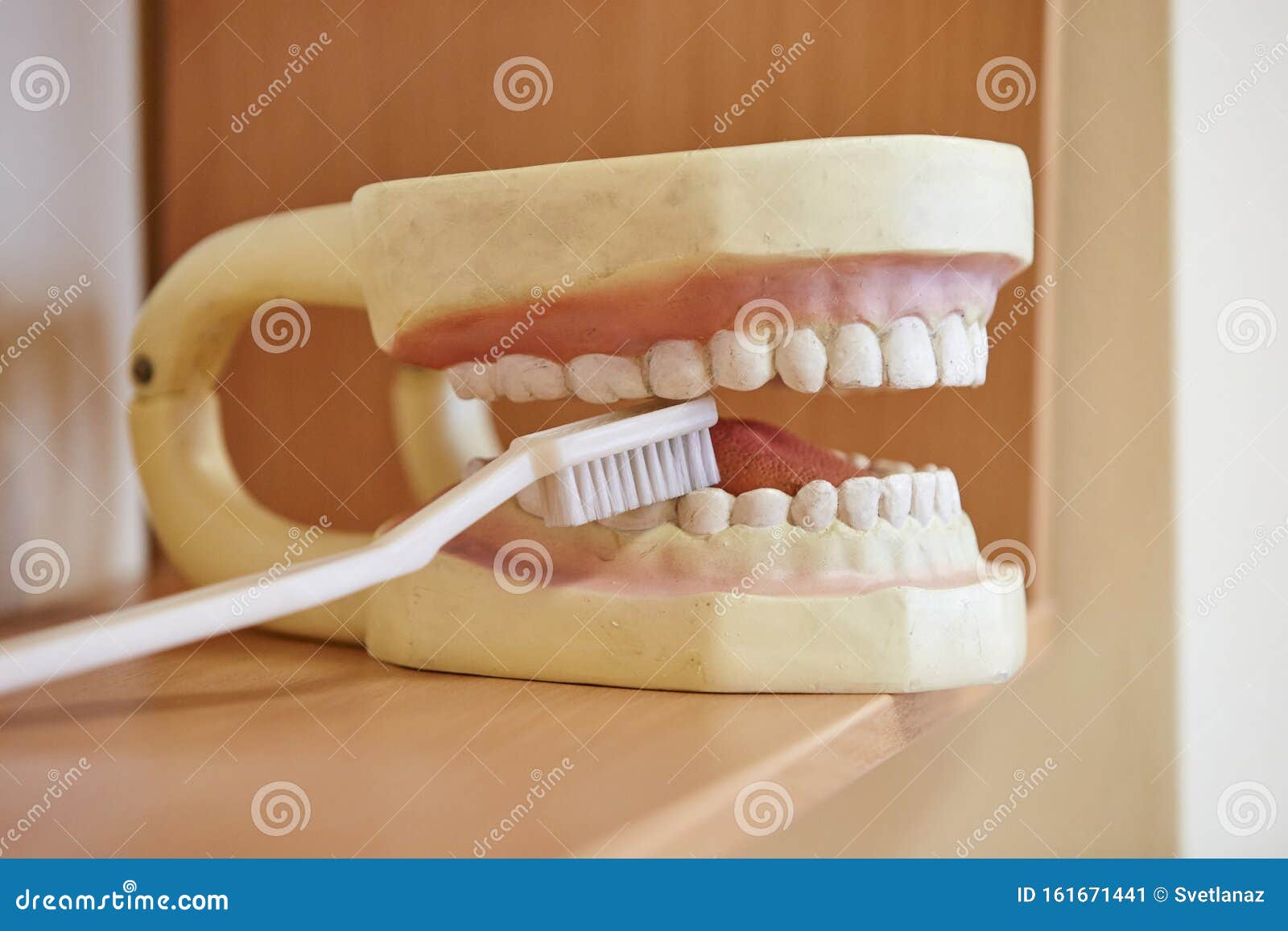 Educational Model of Human Jaws and Teeth for Schoolchildren and ...