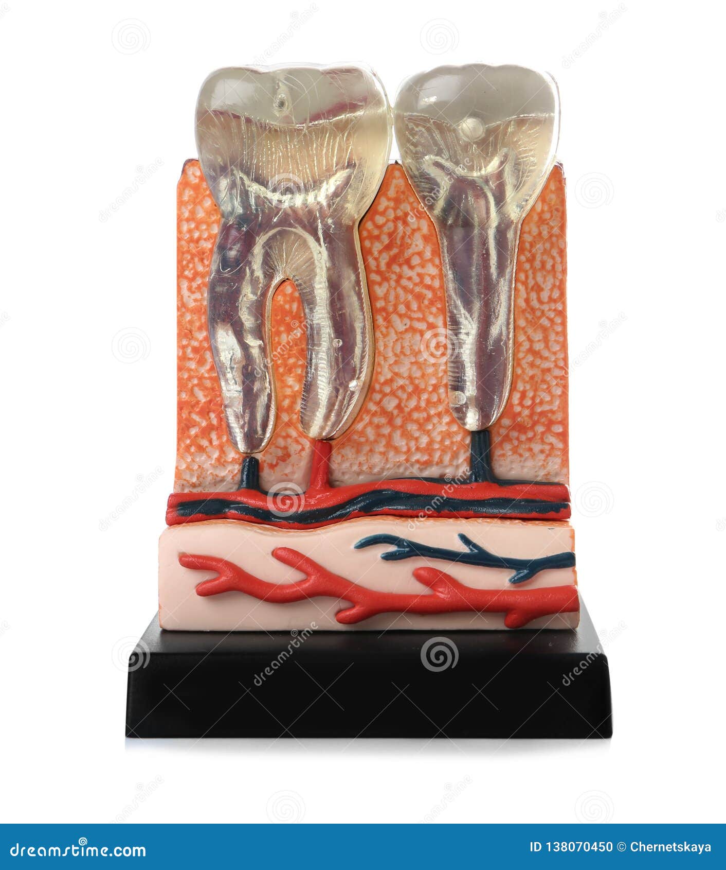 Educational Model Of The Human Body Skeleton. Human Anatomy. The ...