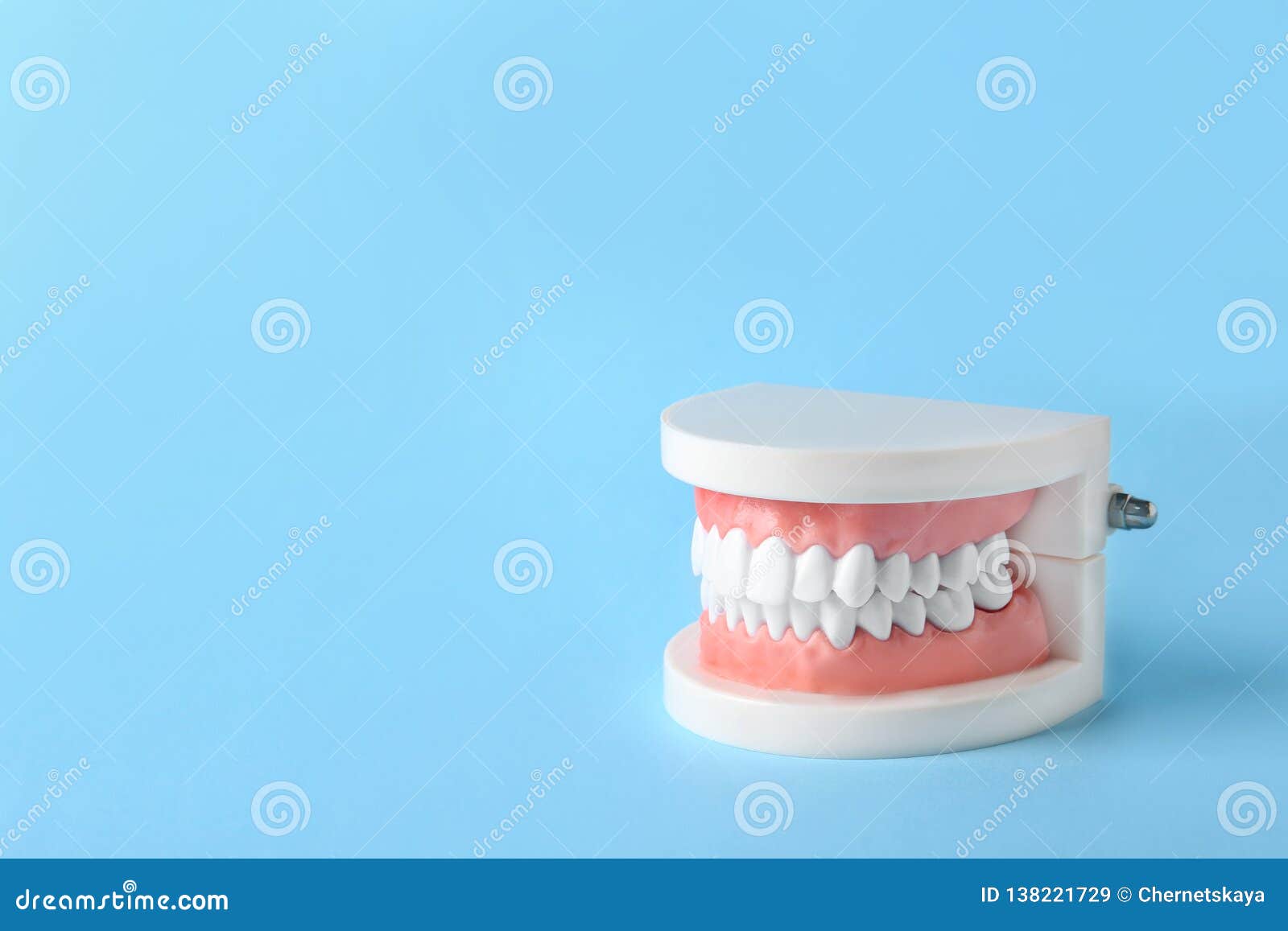 Oral Cavity Model Labeled