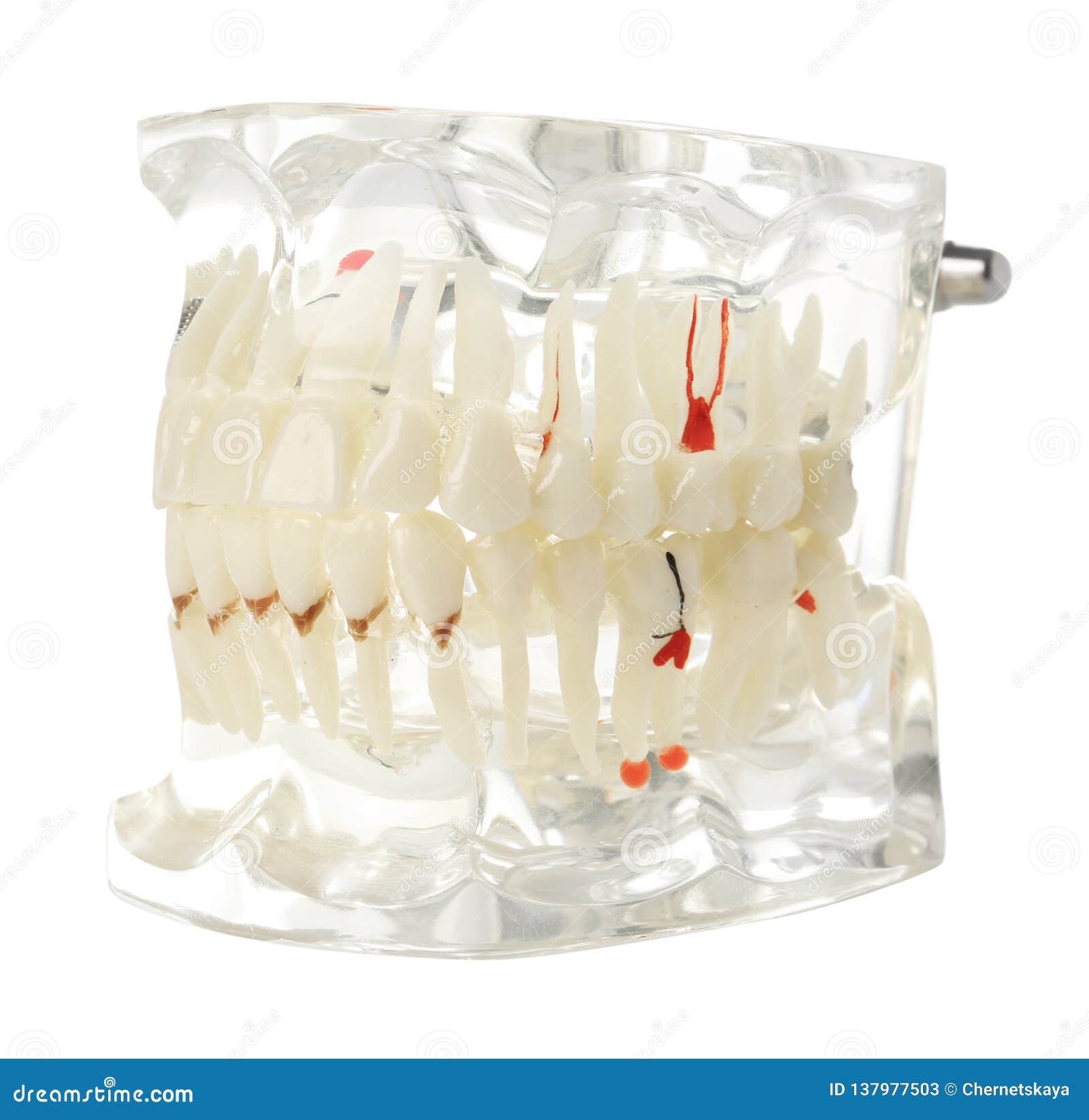 Educational Model of Oral Cavity with Teeth Stock Image - Image of ...