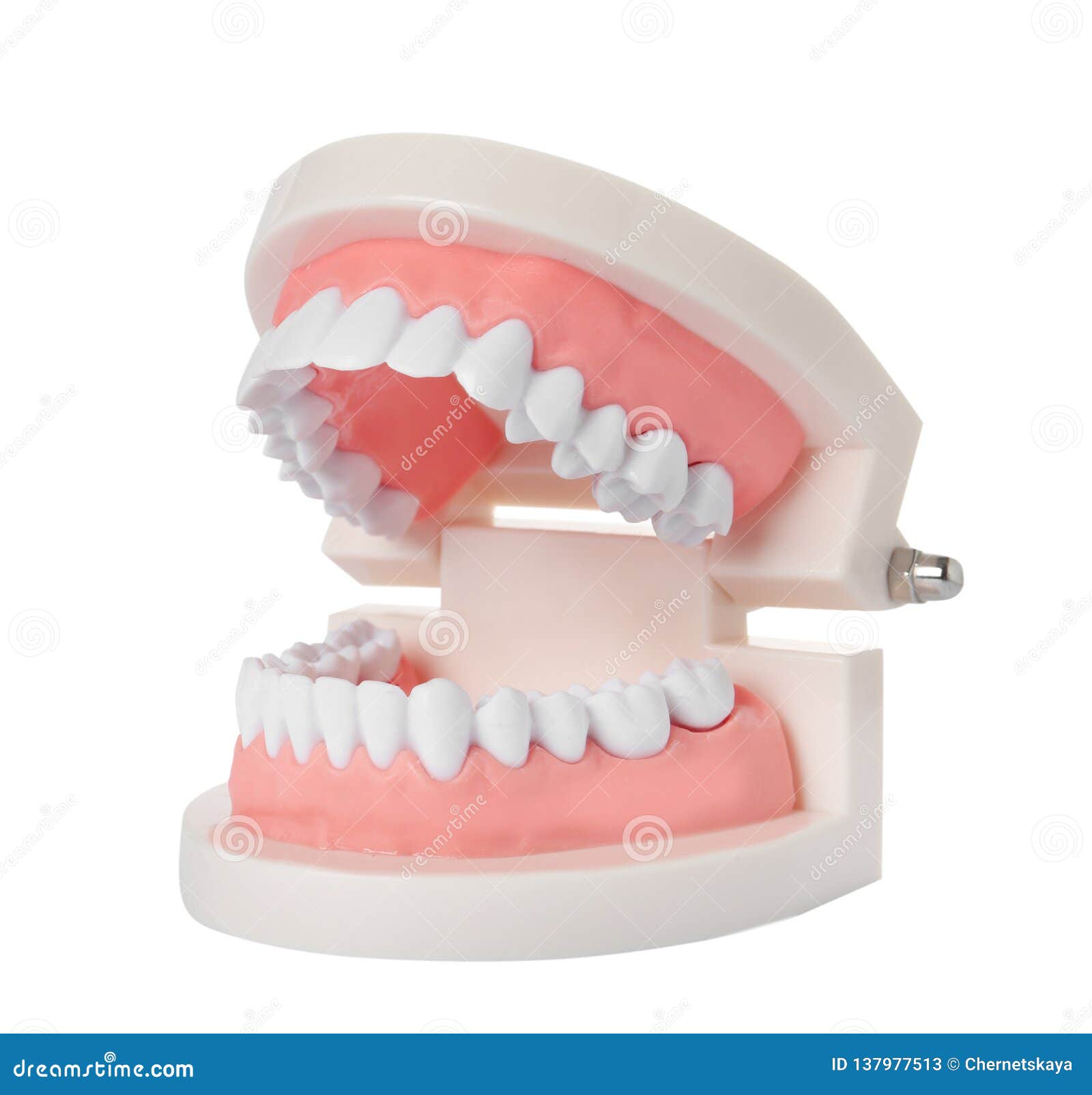Educational Model of Oral Cavity with Teeth on White Stock Image ...