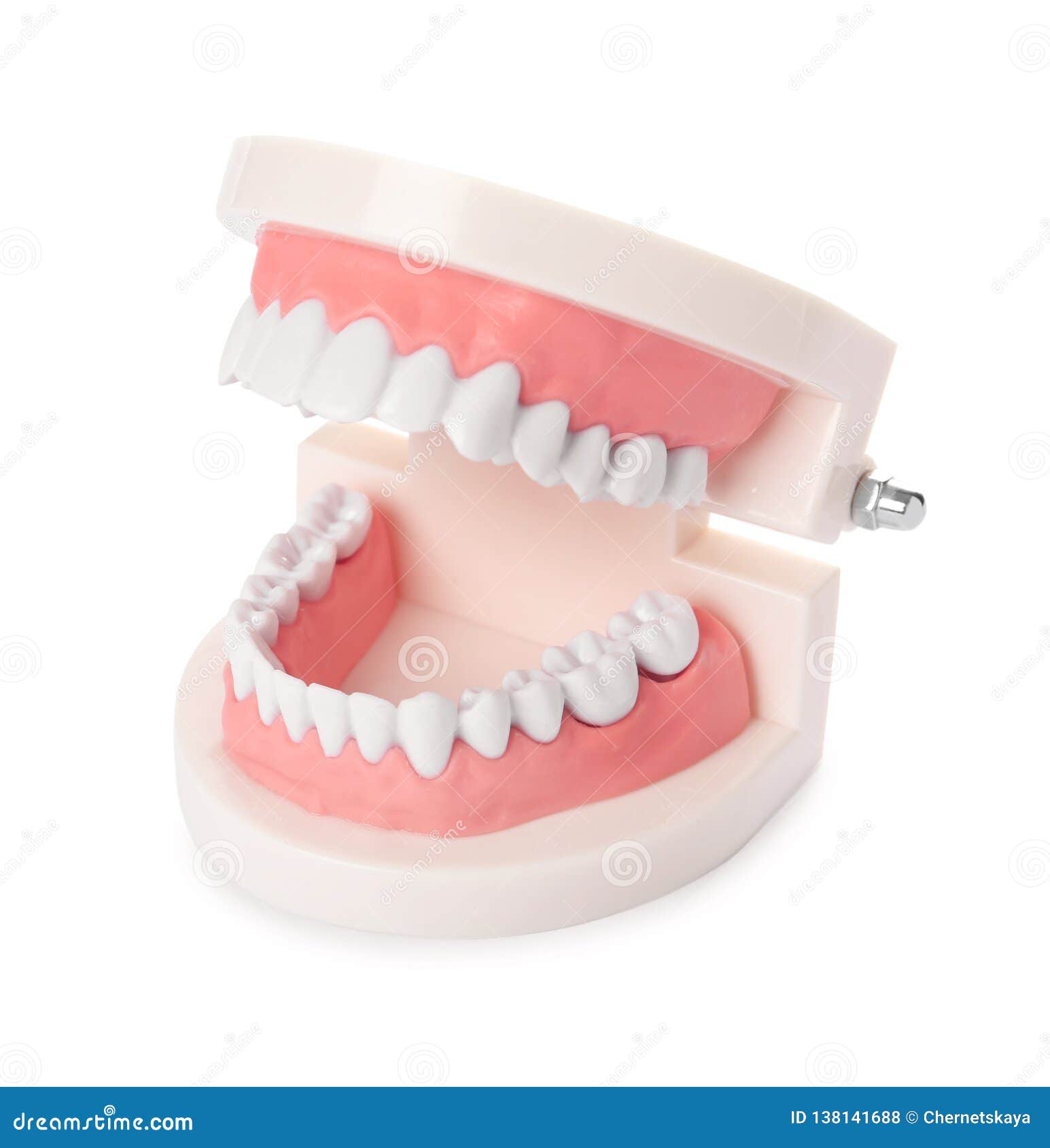 Educational Model of Oral Cavity with Teeth Stock Photo - Image of ...
