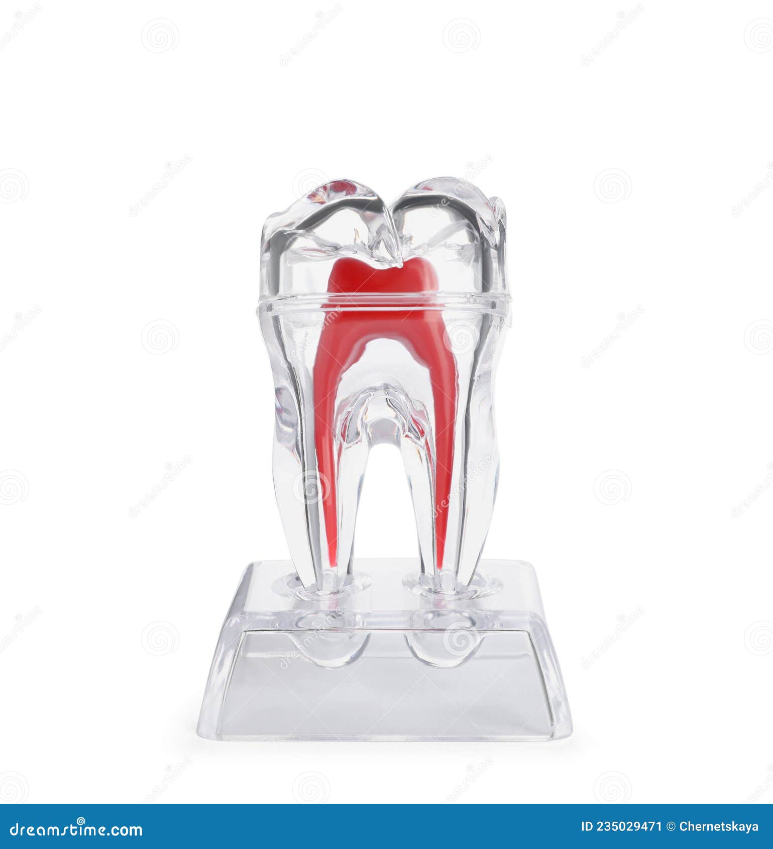 Educational Model of Tooth Isolated on White Stock Image - Image of ...