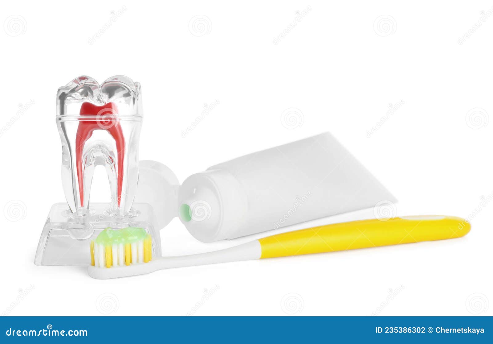 Educational Model of Tooth, Paste and Brush on White Background Stock ...