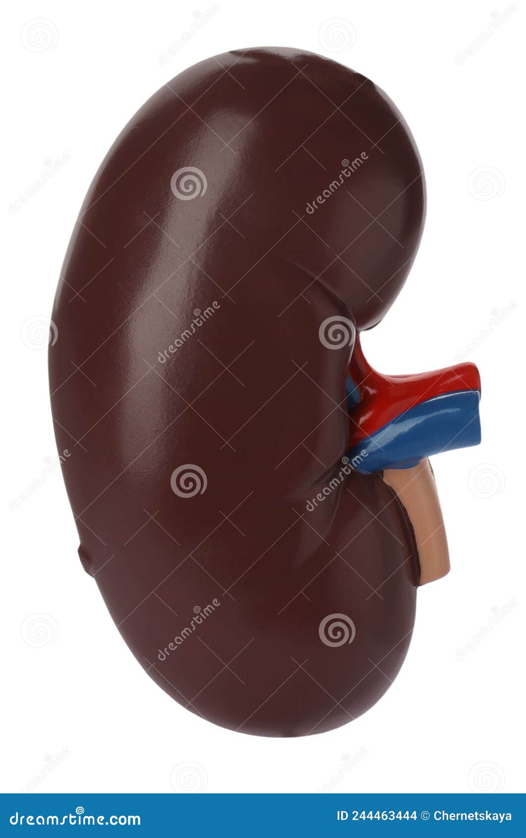 Educational Plastic Kidney Model on White Background Stock Photo ...