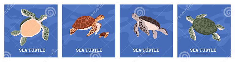 Educational Sea Turtle Posters. Vector Set Stock Illustration ...