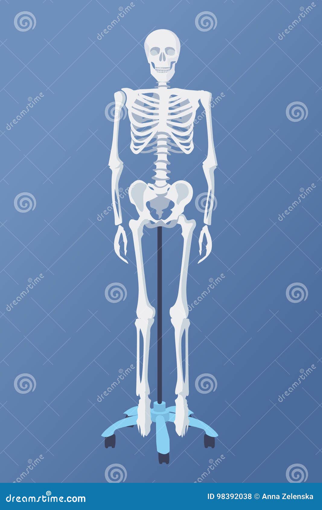 Educational Skeleton for School Stock Vector - Illustration of scary ...