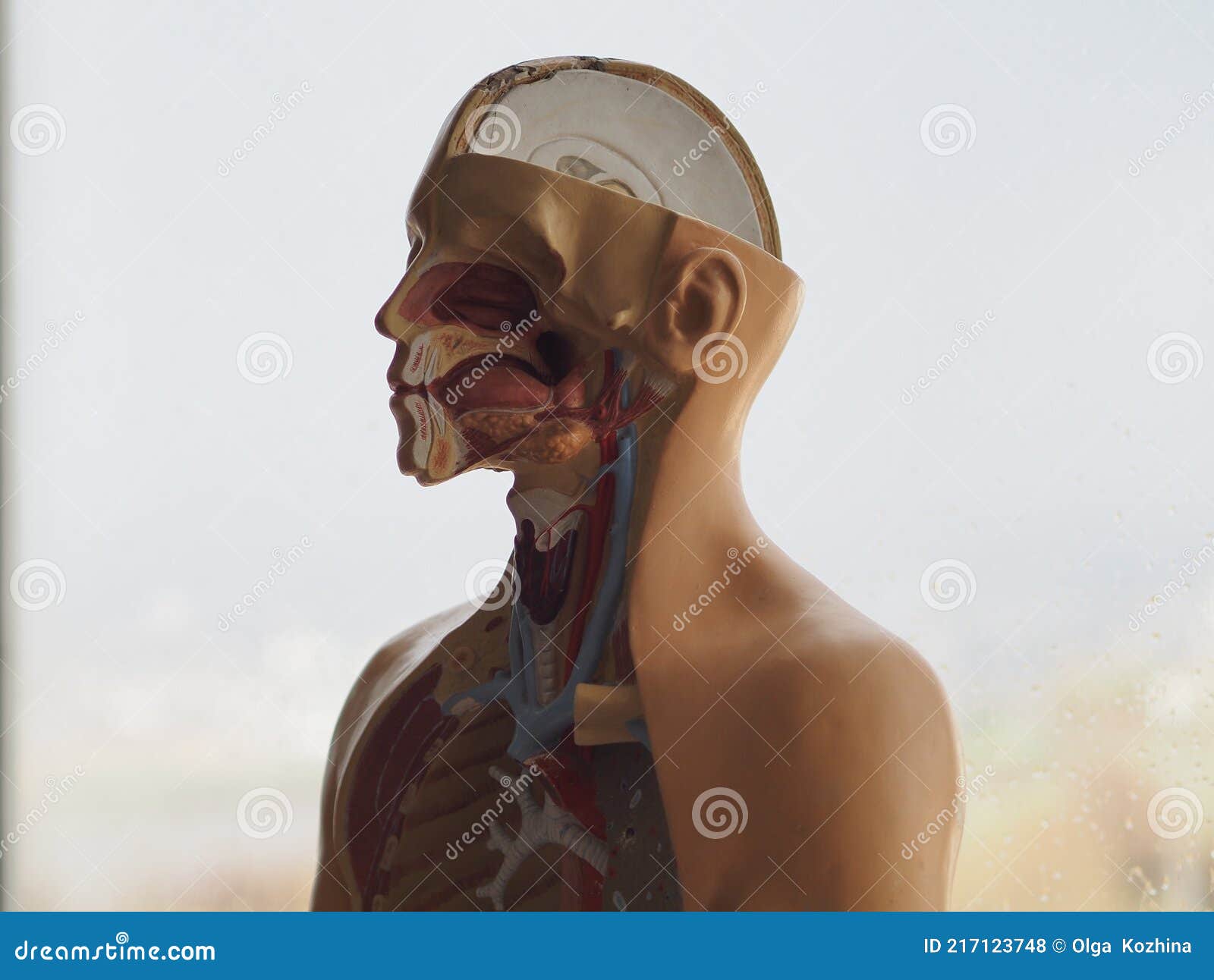 Educational, Three-dimensional Model of the Internal Structure of the ...