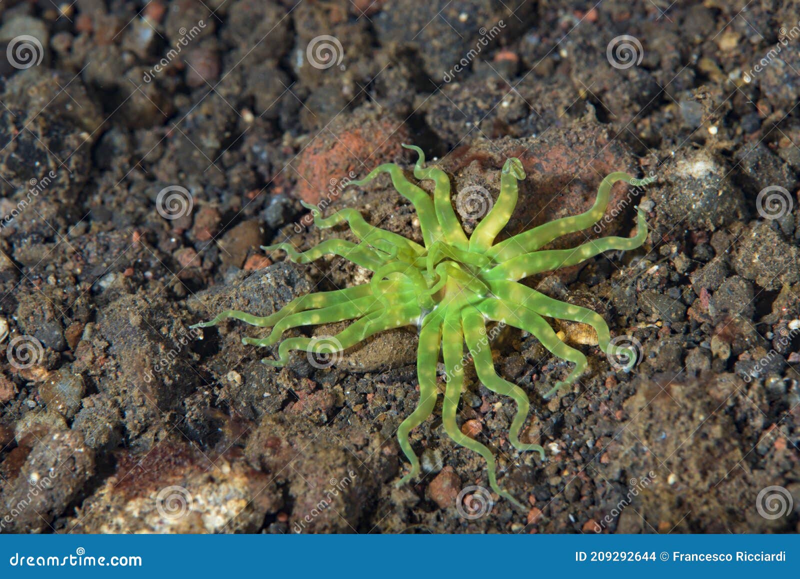 Edwardsianthus Gilbertensis Foto de archivo - Imagen de indonesia ...