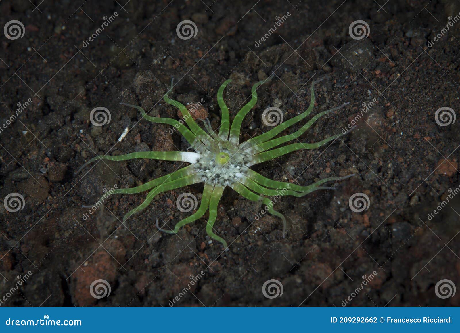 Edwardsianthus Gilbertensis Foto de archivo - Imagen de tropical, salto ...