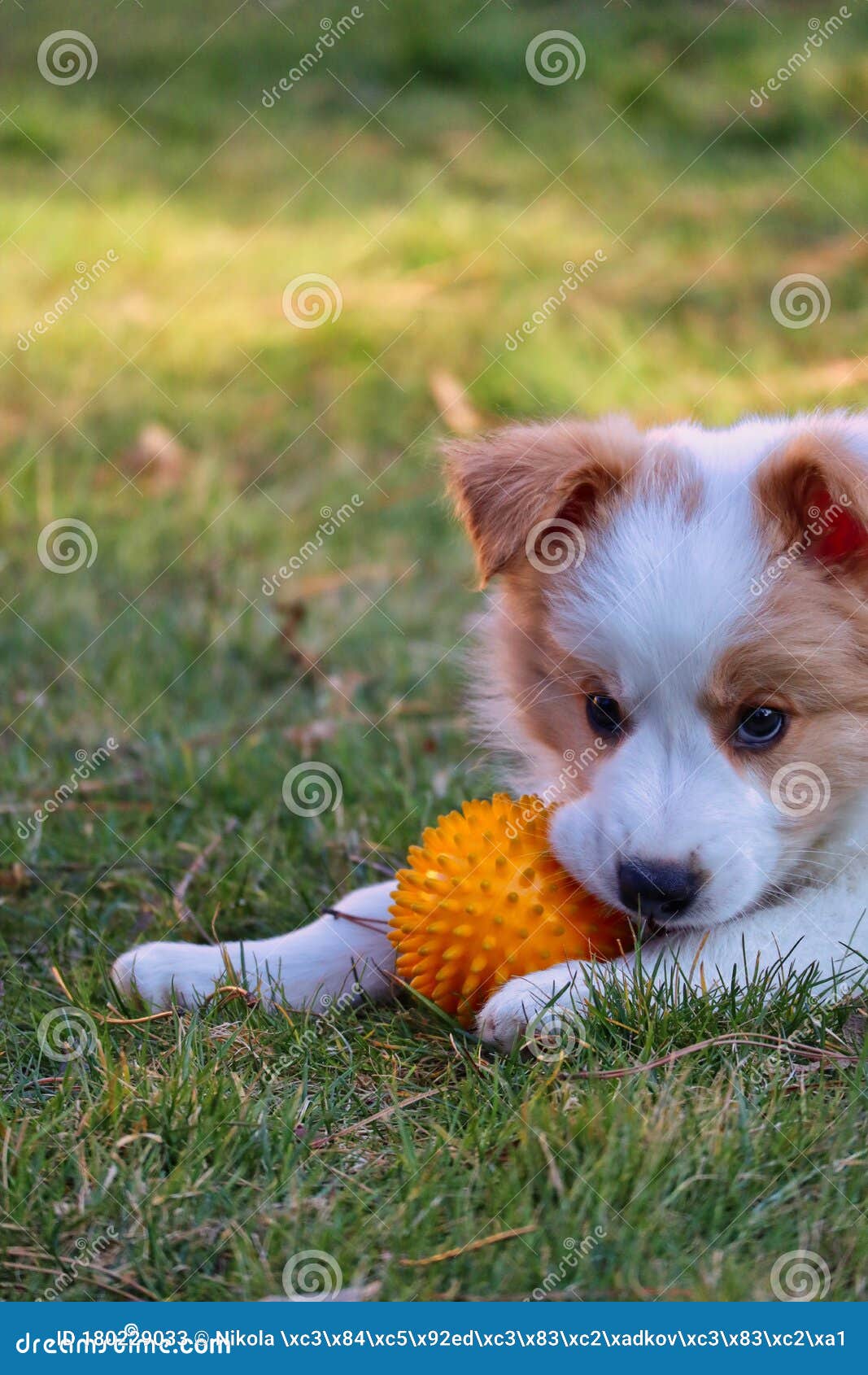 Ee Red Border Collie Puppy Lying on a Grass with Its Yellow Boy Toy in ... Ee Red Border Collie Puppy Lying on a Grass with Its Yellow Boy Toy in ...