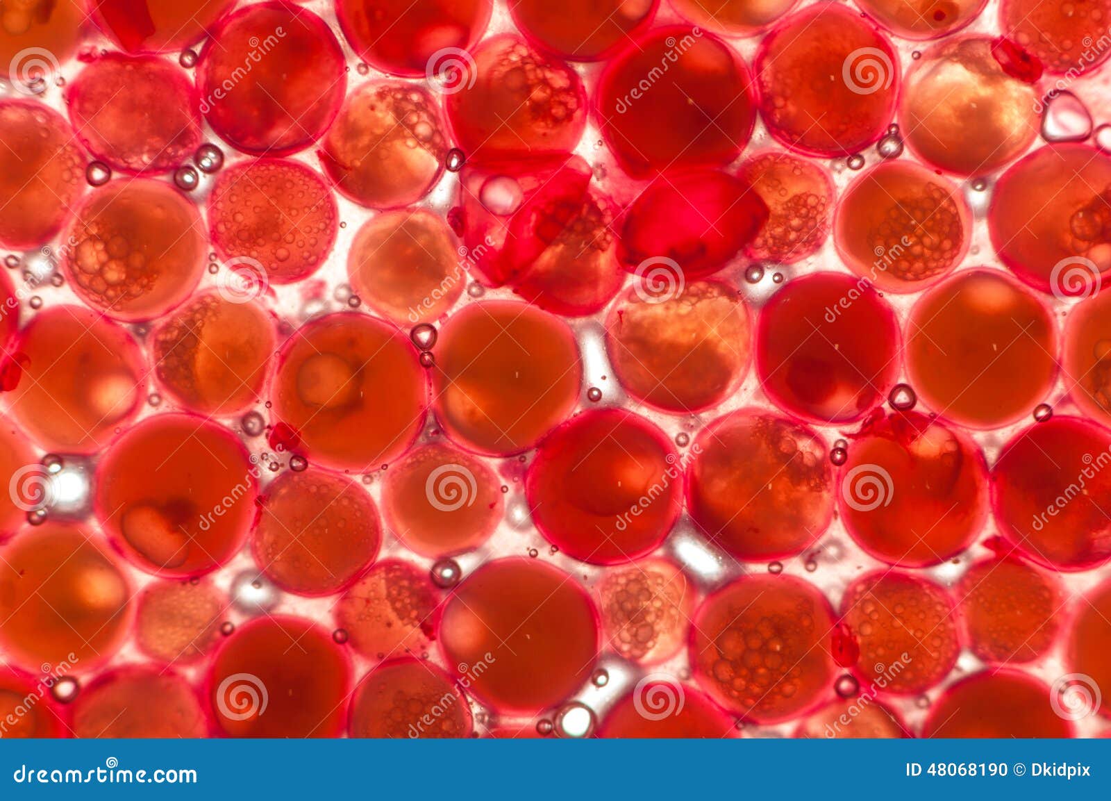 Eeg stock photo. Image of delicious, rolls, aquatic, eating - 48068190