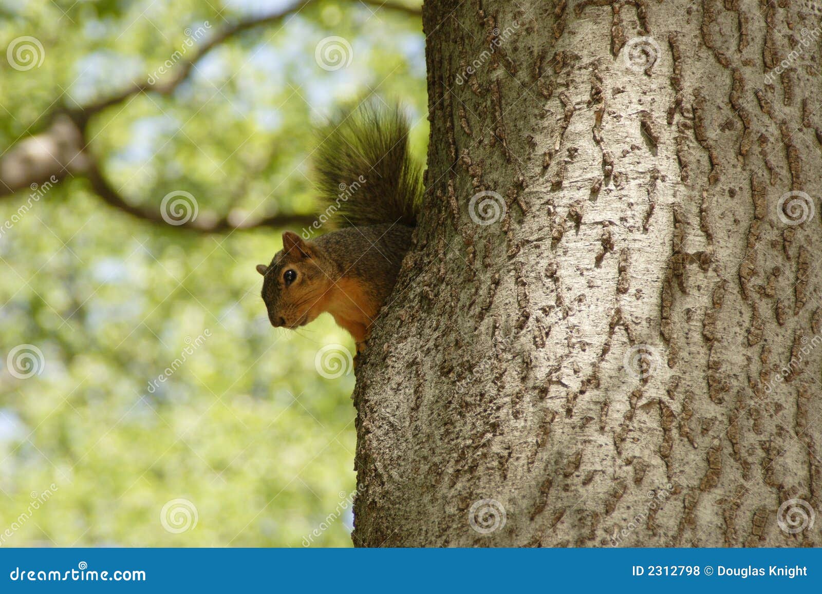 Eekhoorn in boom stock foto. Image of dier, parken, bladeren - 2312798