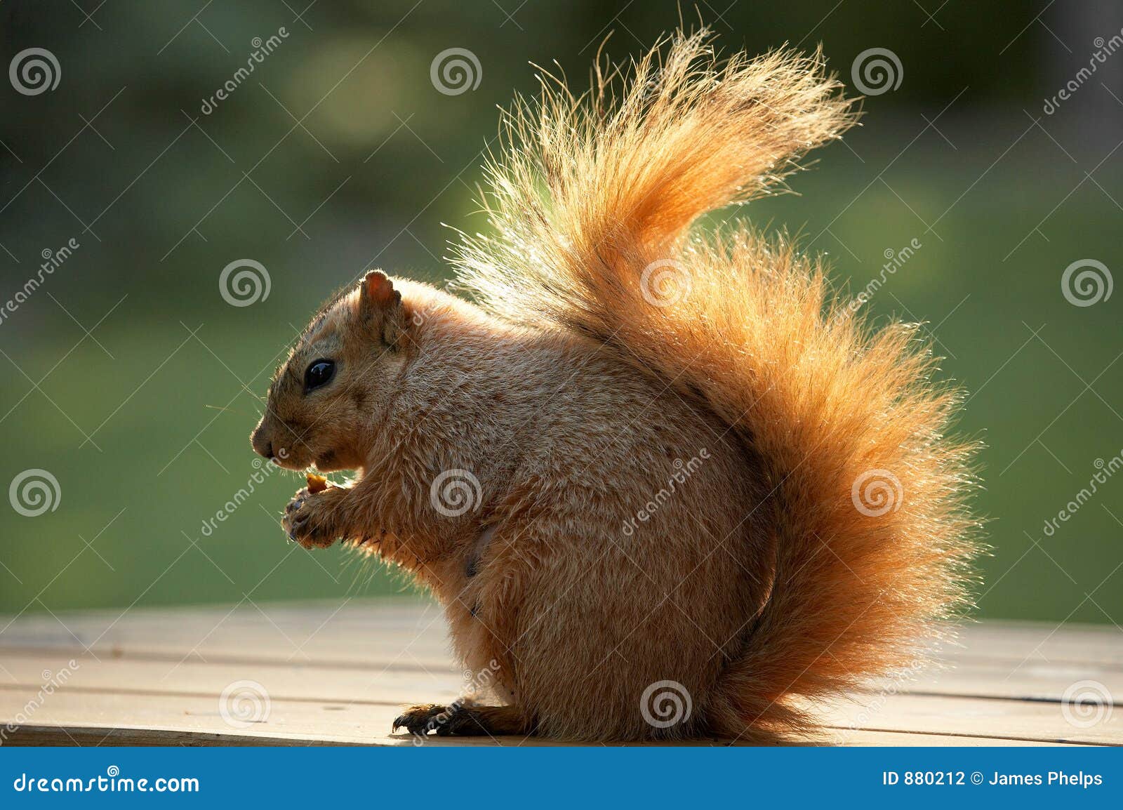 Eekhoorn die Okkernoot eet stock foto. Image of eekhoorn - 880212