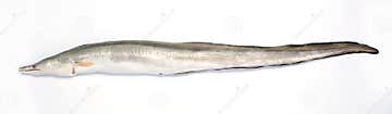 Eel stock image. Image of capelin, milkfish, fresh, straw - 12210119