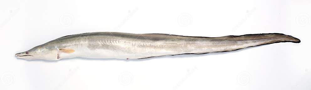 Eel stock image. Image of capelin, milkfish, fresh, straw - 12210119