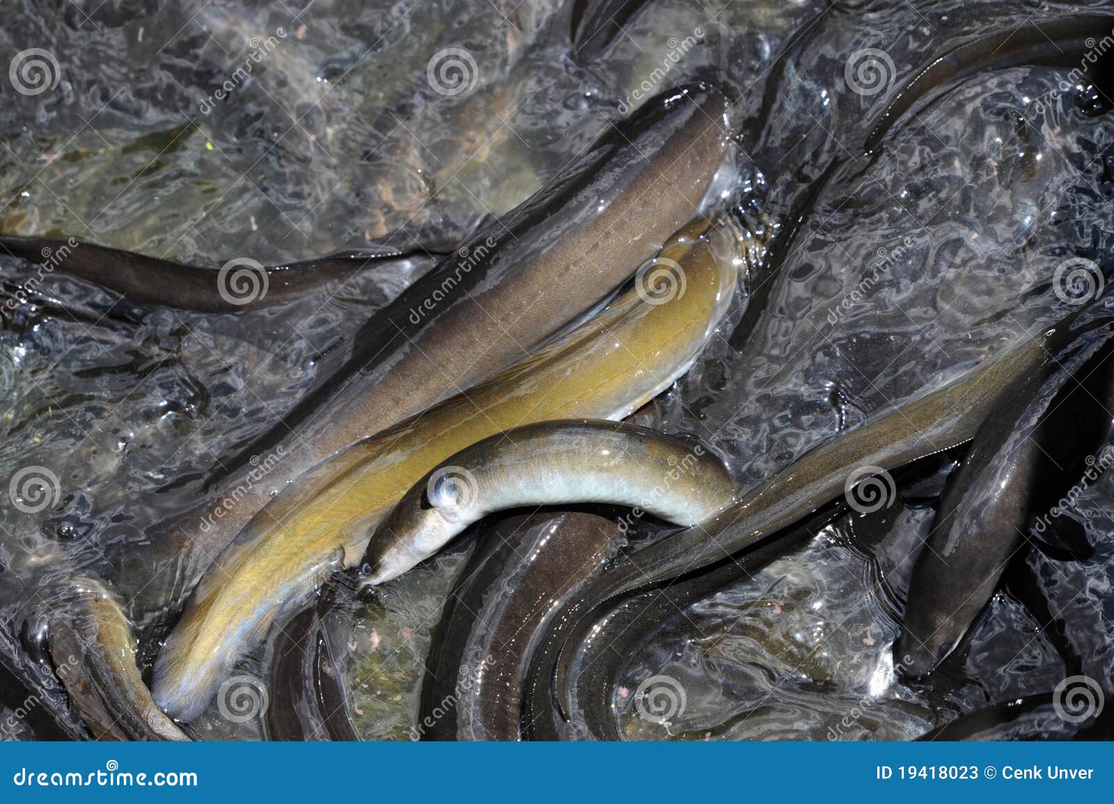 Eel stock image. Image of animals, seafood, swimming - 19418023