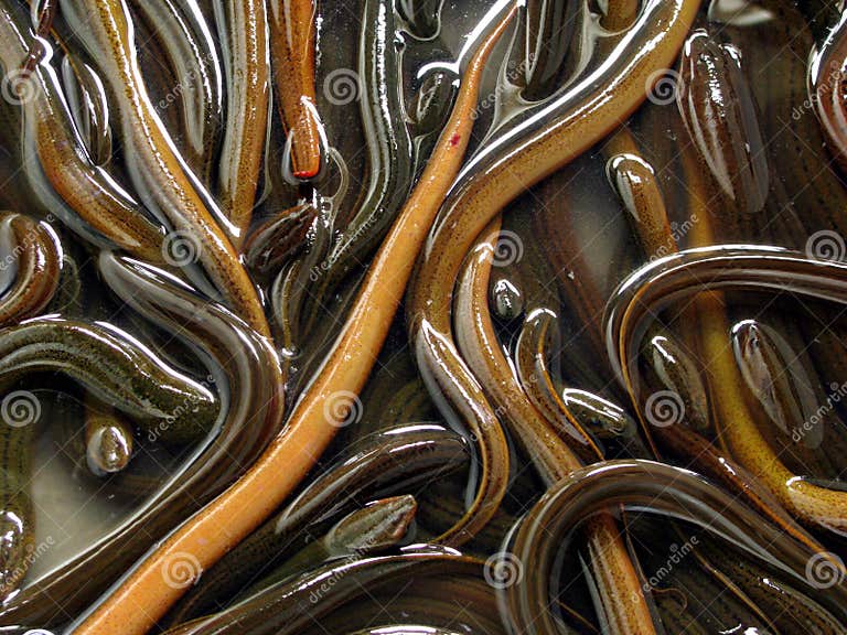 Eel stock photo. Image of dangerous, fish, sealife, mouth - 5318576