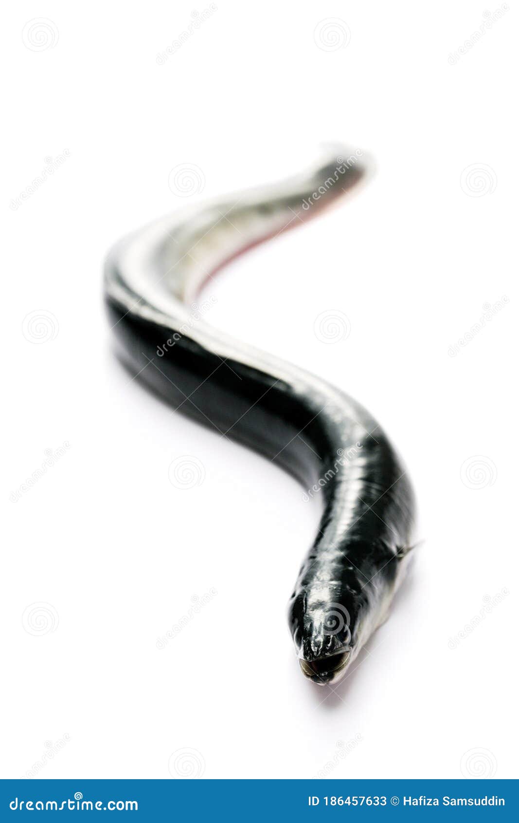 Eel stock image. Image of drink, object, fishing, death - 186457633