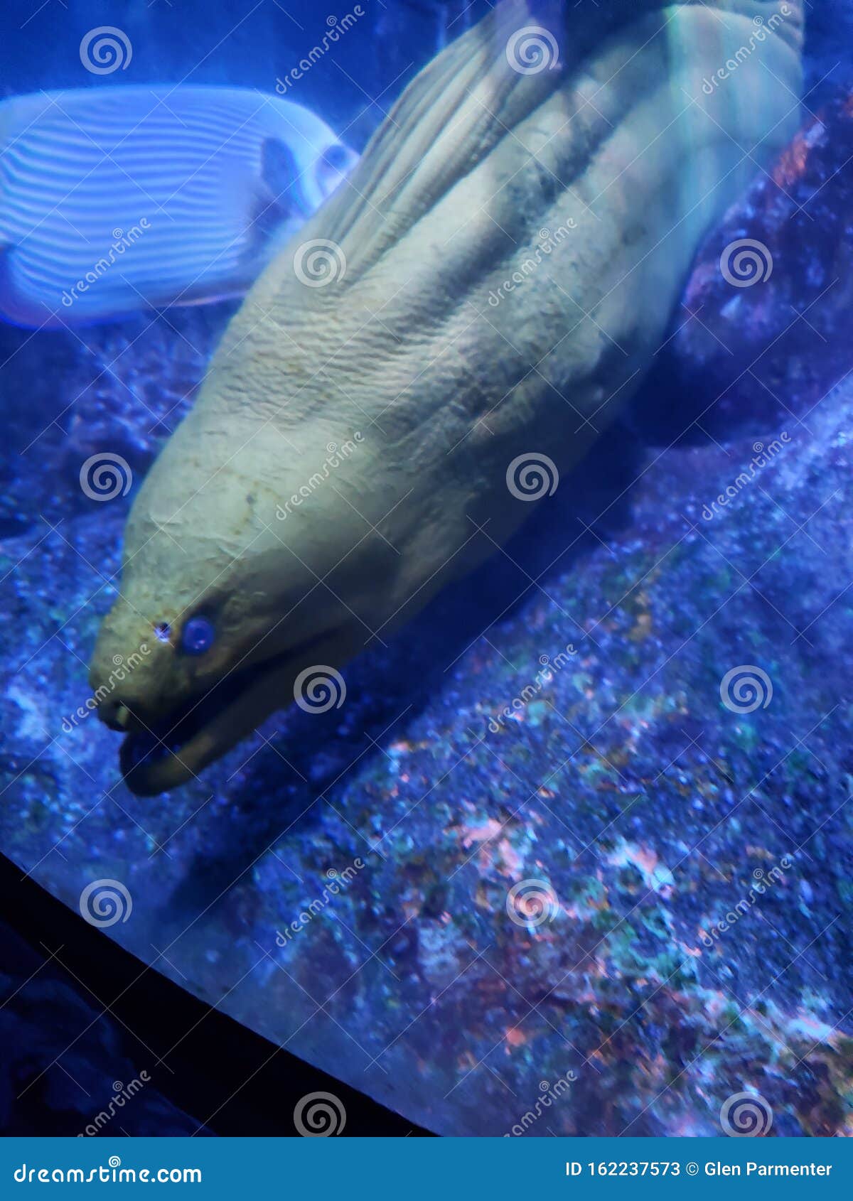 Eel stock image. Image of ocean, sealife, green, eels - 162237573