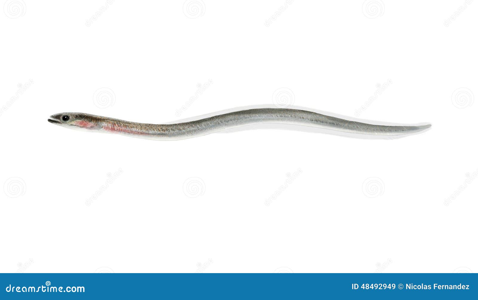 Eel elver stock illustration. Illustration of animal - 48492949