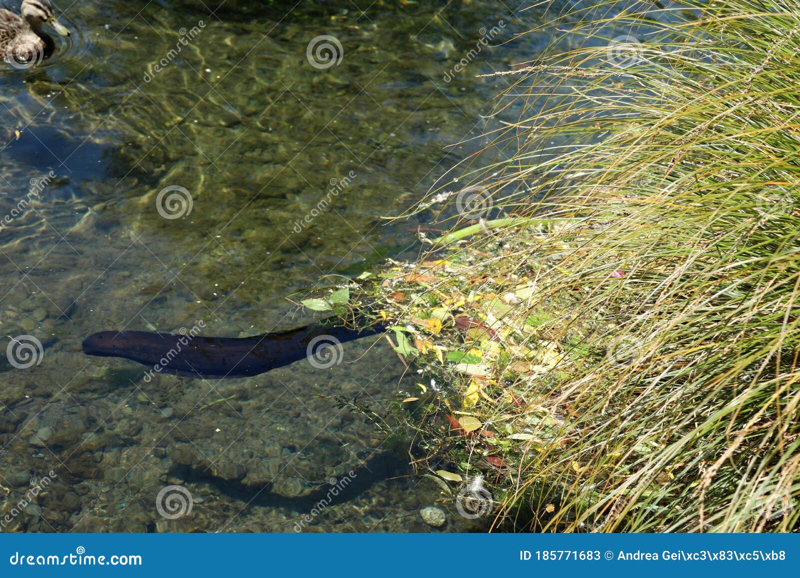 Eel fish in a River stock image. Image of freshwater - 185771683