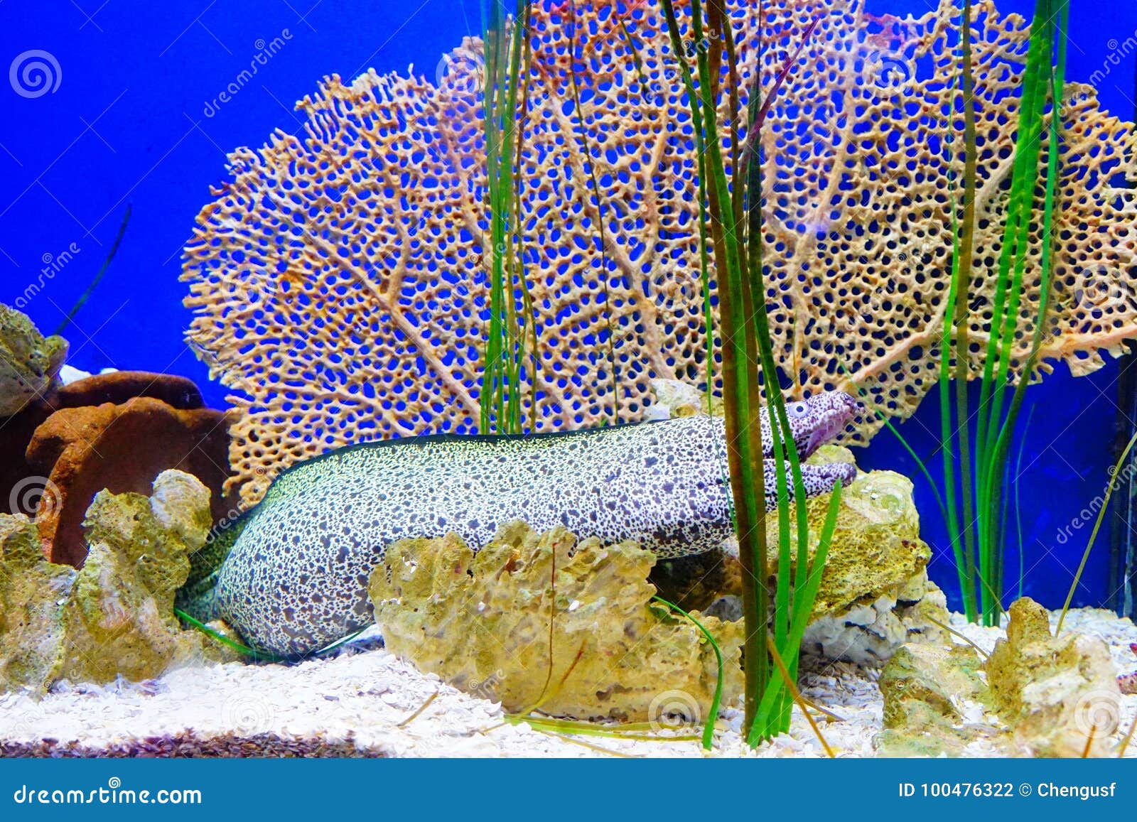 Eel fish stock photo. Image of colored, nature, beautiful - 100476322