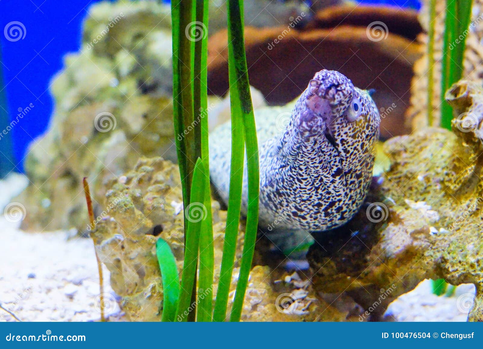 Eel fish stock photo. Image of closeup, aquatic, animals - 100476504