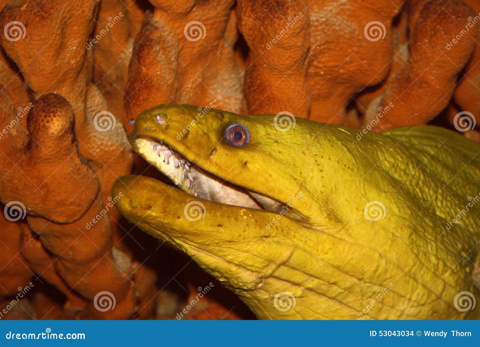 Yellow MORAY Eel Fish stock photo. Image of oceans, marine - 53043034