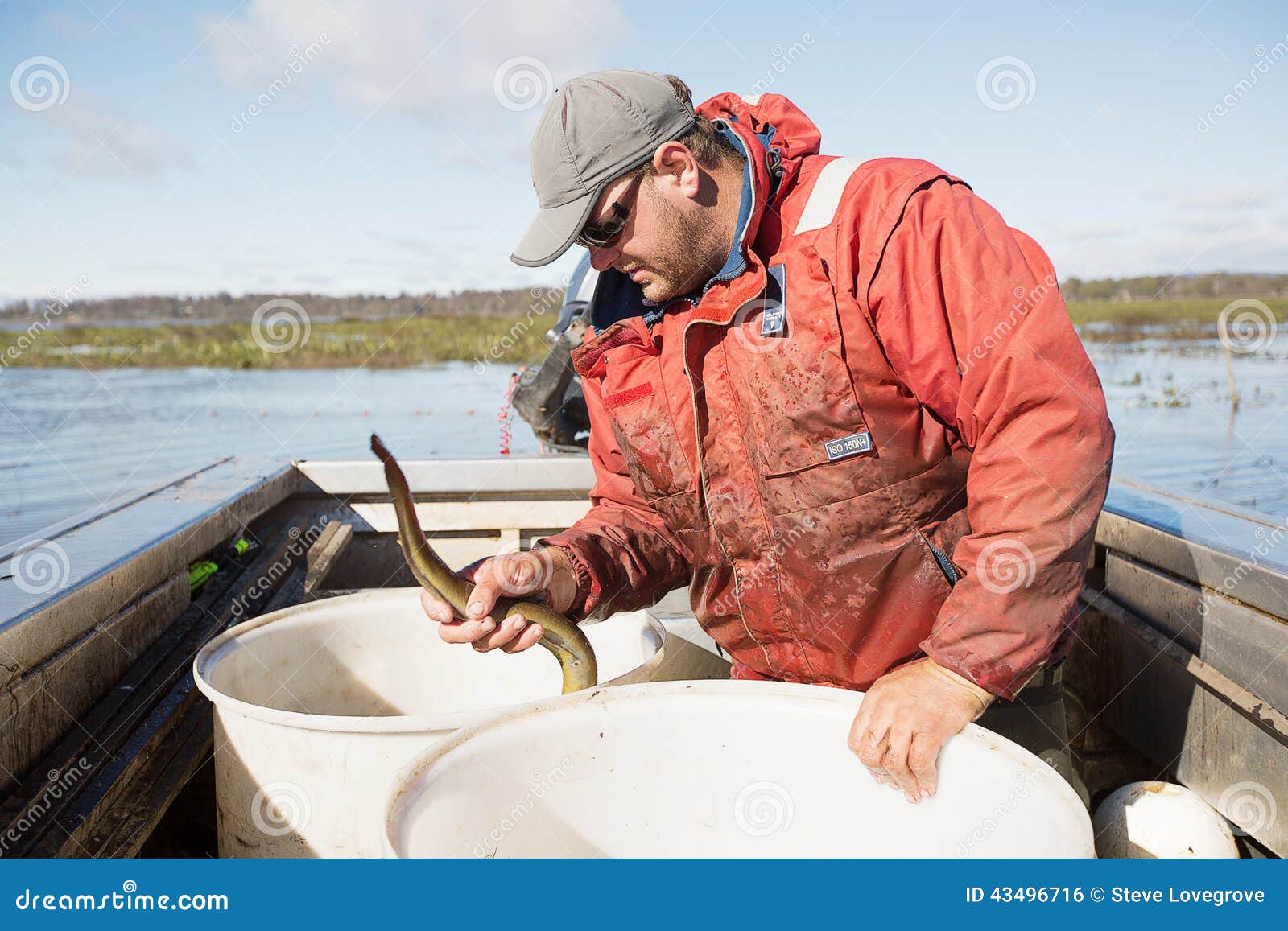 Eel Fisherman stock photo. Image of working, dinghy, agriculture - 43496716