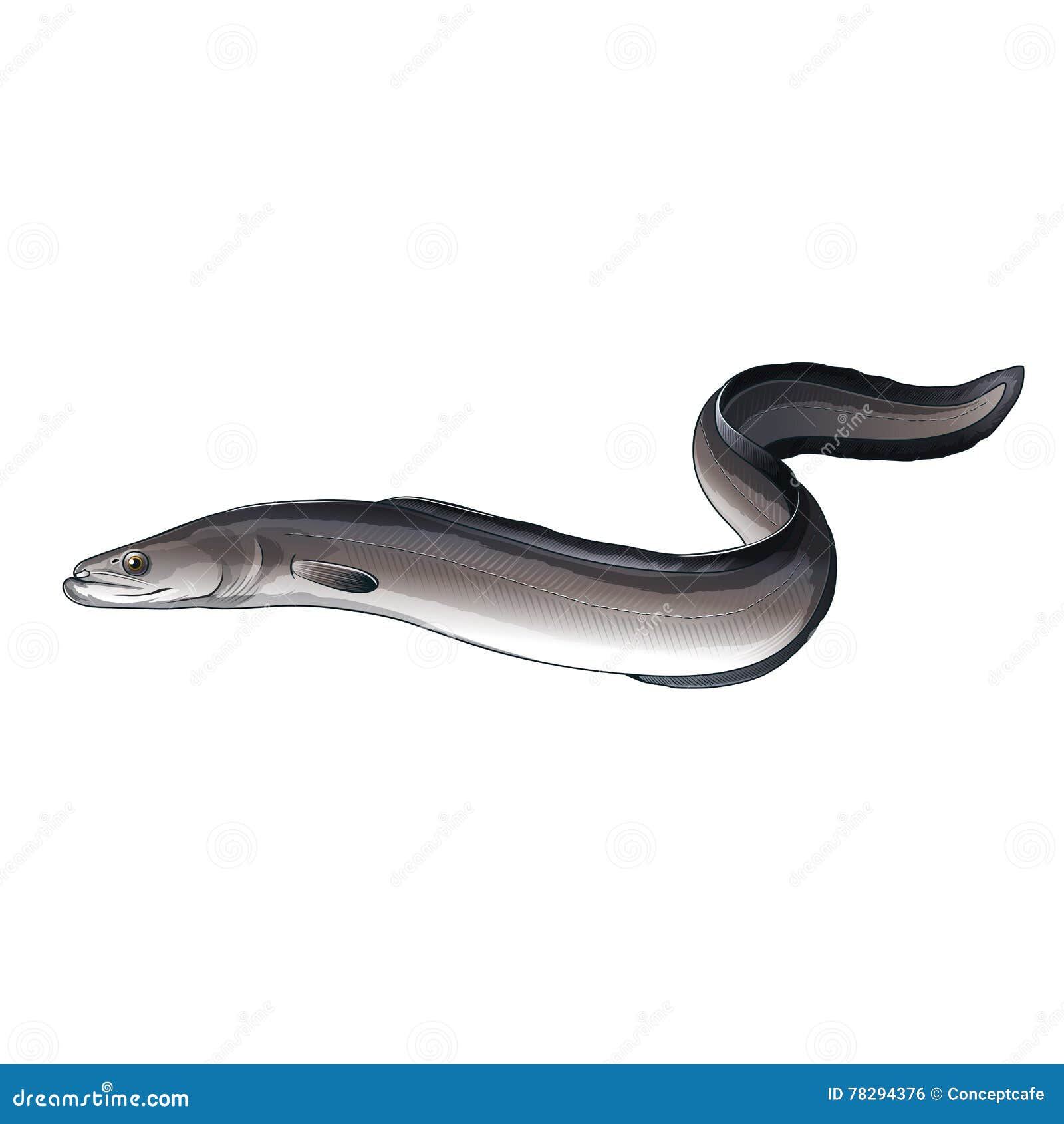 Eel, Illustration stock illustration. Illustration of fauna - 78294376