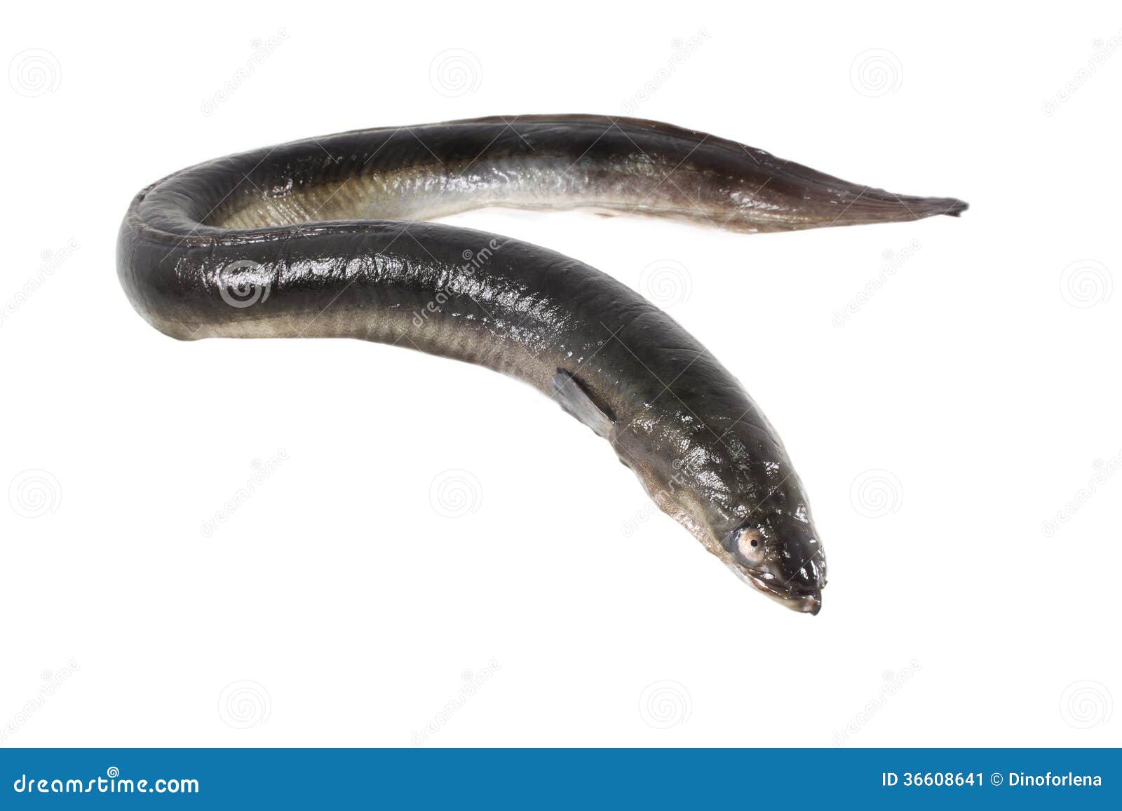 Eel isolated stock image. Image of white, marine, animal - 36608641
