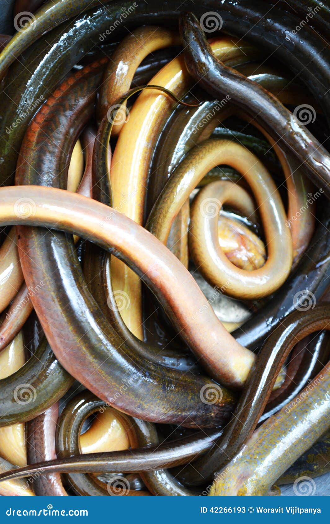 Eel market stock image. Image of eels, live, product - 42266193