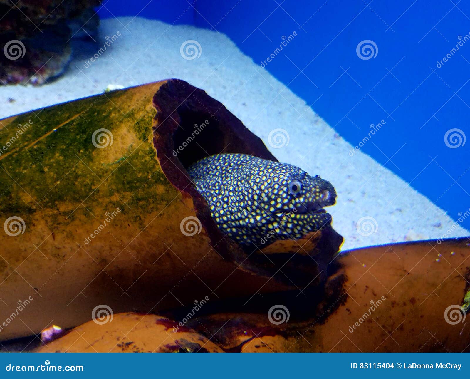 Eel in pipe stock photo. Image of pipe, hanging, water - 83115404
