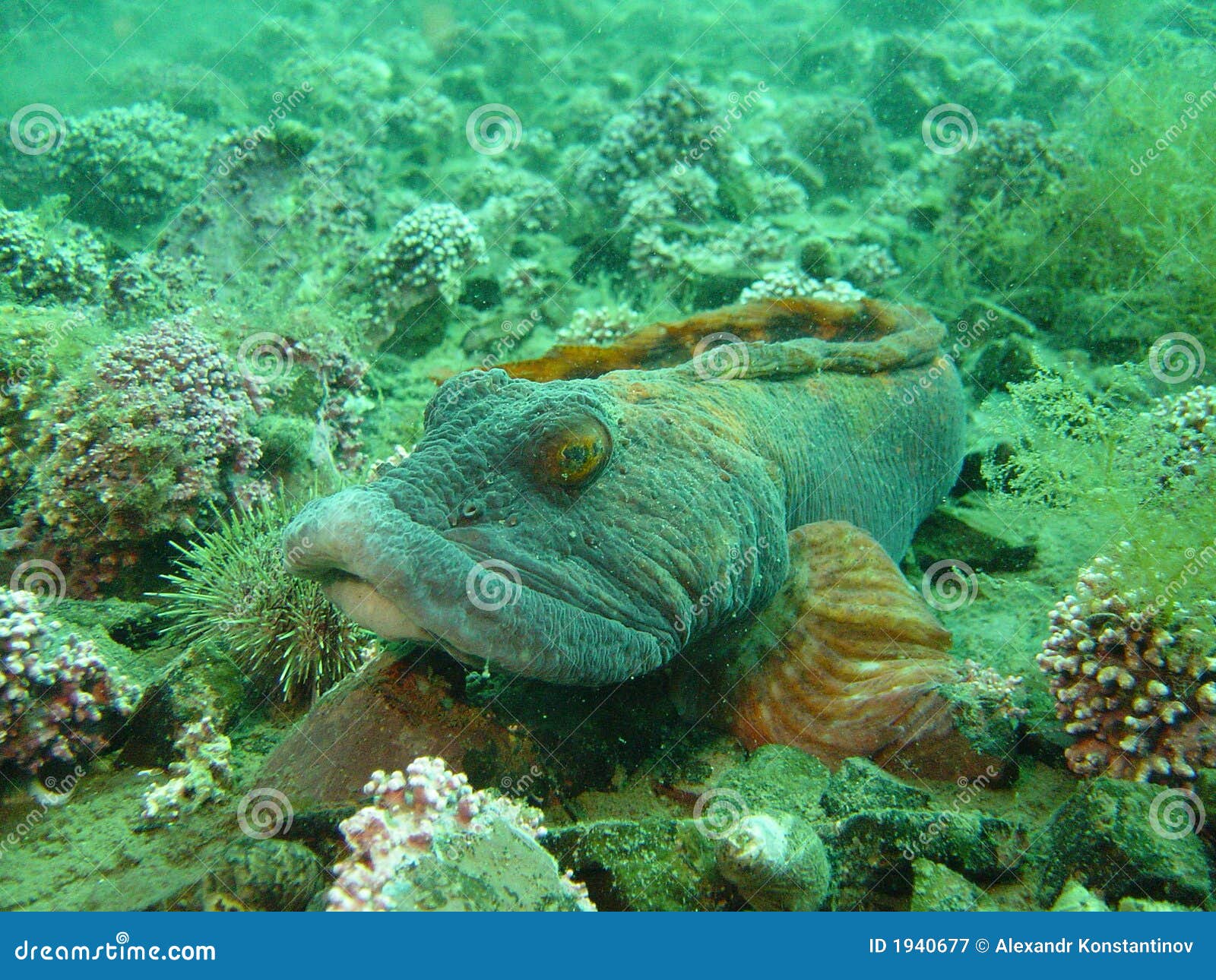 Eel pout 1 stock image. Image of newfoundland, creatures - 1940677