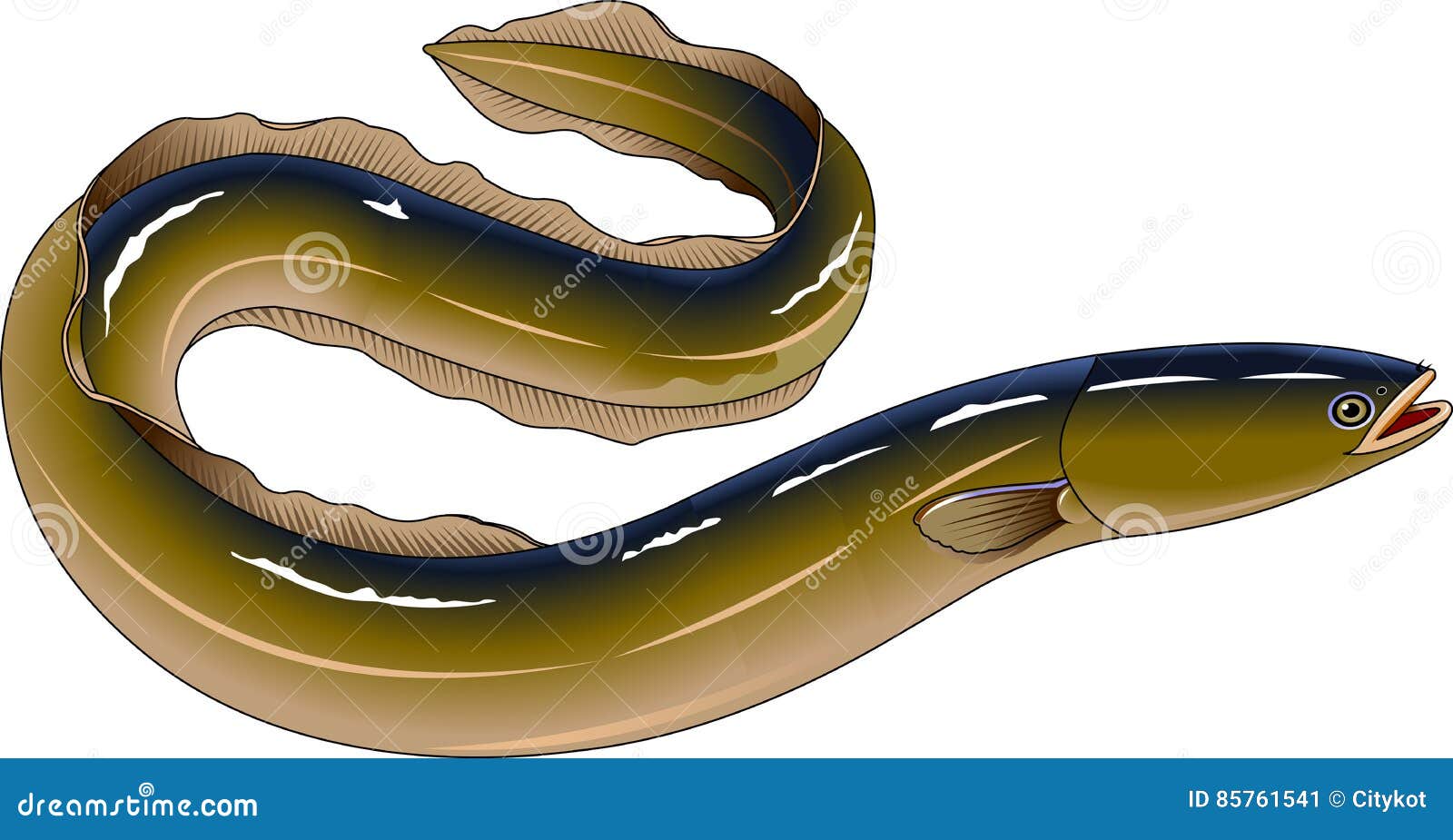 Eel stock illustration. Illustration of fauna, wild, white - 85761541