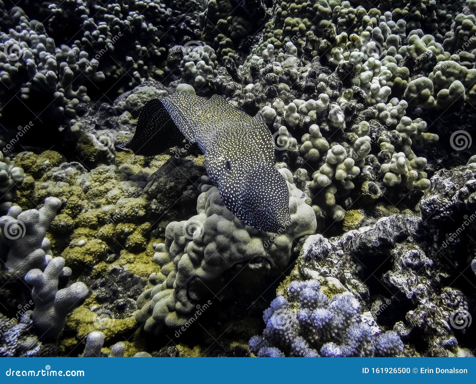 Eel Swimming Over Coral Reef Underwater Stock Photo - Image of ocean ...