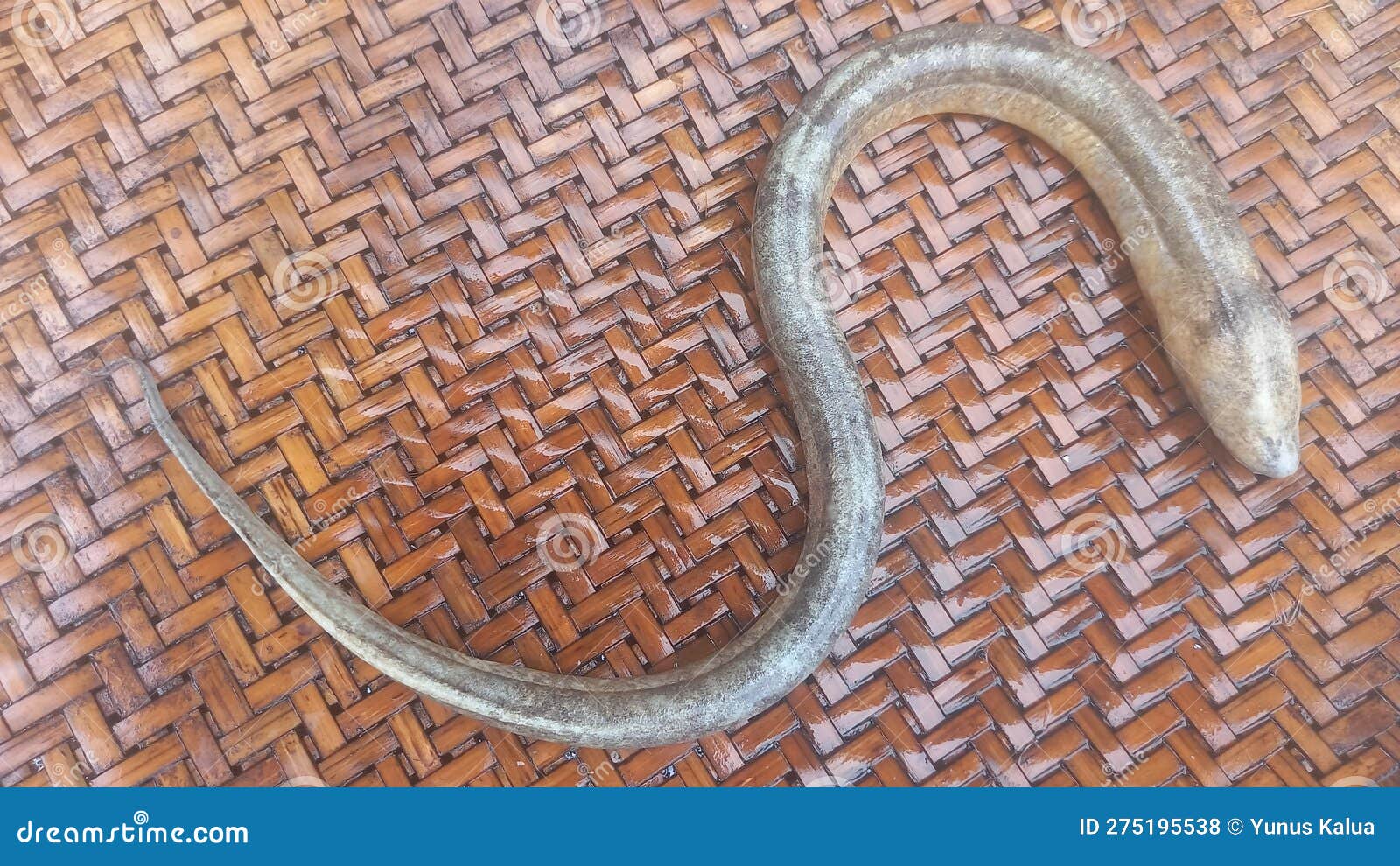 Eel stock photo. Image of container, catch, techniques - 275195538