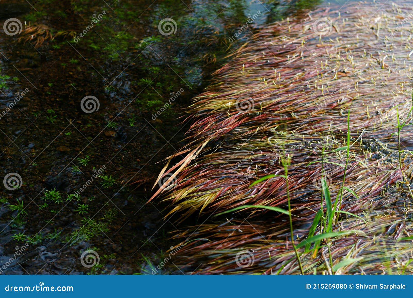 Eelgrass On River Water. Red And Green Eelgrass. Water Plants Stock ...