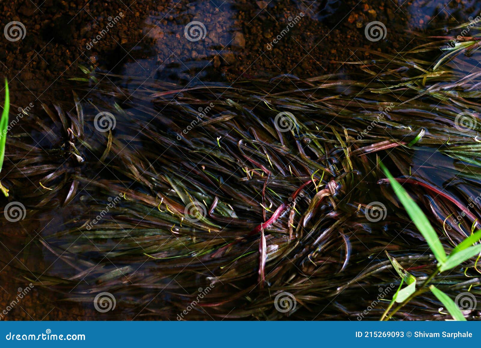 Eelgrass on River Water. Red and Green Eelgrass Stock Image - Image of ...