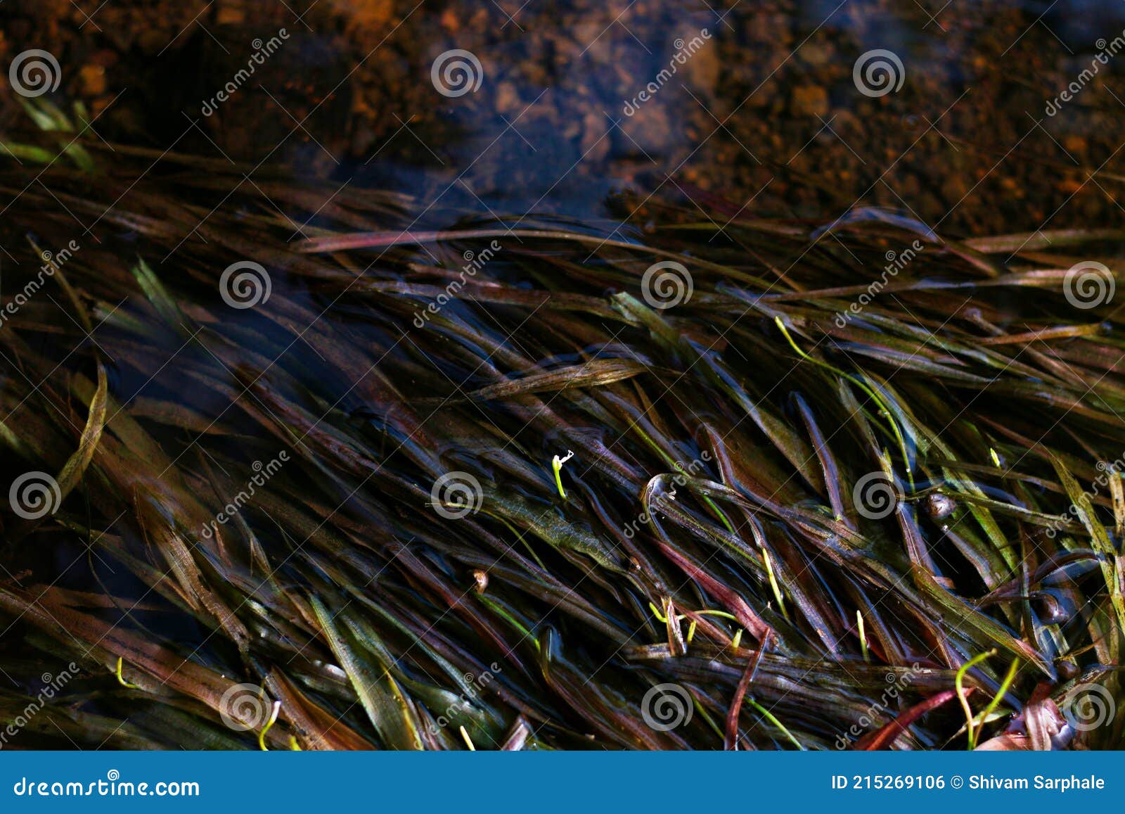 Eelgrass On River Water. Red And Green Eelgrass. Water Plants Stock ...
