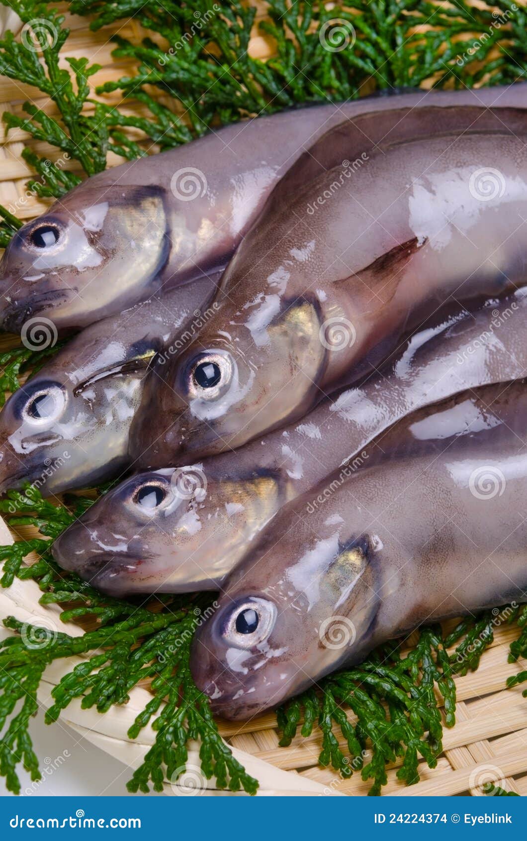 Eelpout stock photo. Image of dinner, vertebrate, healthy - 24224374