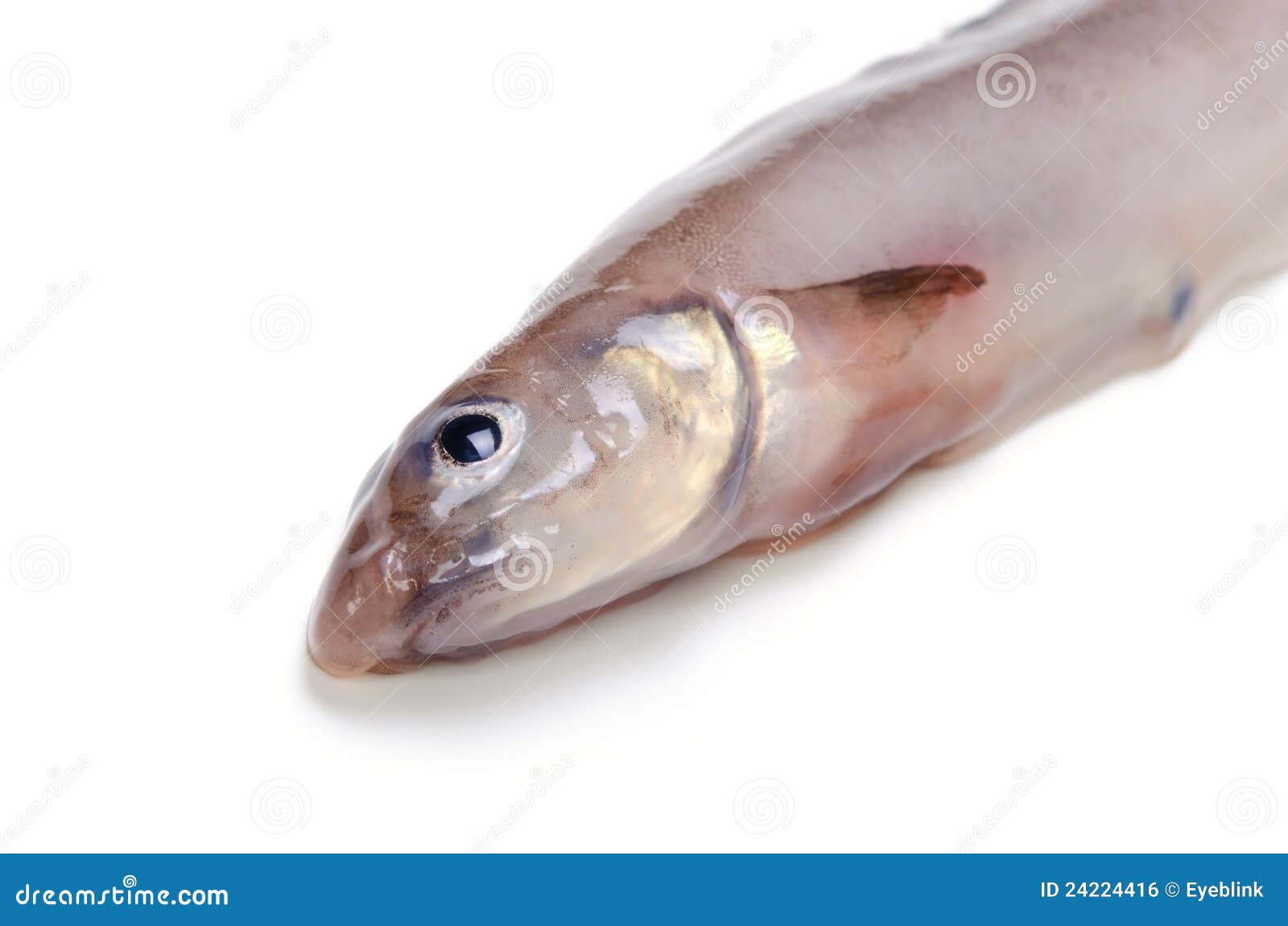 Eelpout stock photo. Image of organic, white, close, eating - 24224416